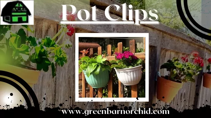 PPT - Get Top Quality Pot Clips for sale- Green Barn Orchid PowerPoint ...