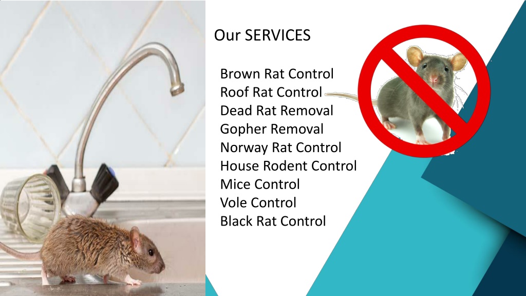 PPT - Rodent Control Today PowerPoint Presentation, free download - ID ...