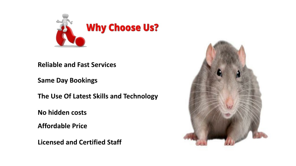 PPT - Rodent Control Today PowerPoint Presentation, free download - ID ...