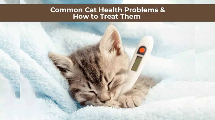 PPT - 7 Common Cat Health Problems and How to Treat Them PowerPoint ...