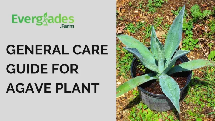 PPT - GENERAL CARE GUIDE FOR AGAVE PLANT PowerPoint Presentation, free ...