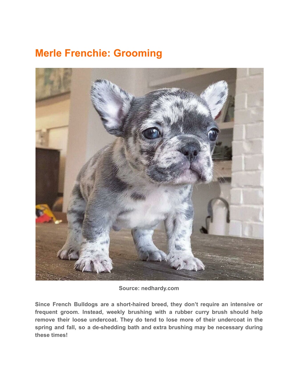 PPT - Merle French Bulldog History, Appearance, Health, Grooming ...