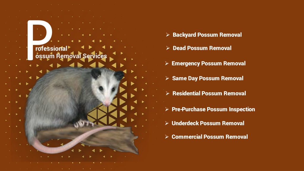 PPT - 711 Possum Removal Melbourne PowerPoint Presentation, free ...