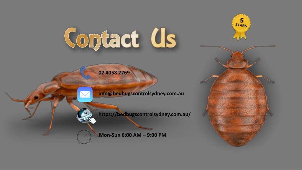 PPT - Bed Bugs Control Sydney PowerPoint Presentation, free download ...
