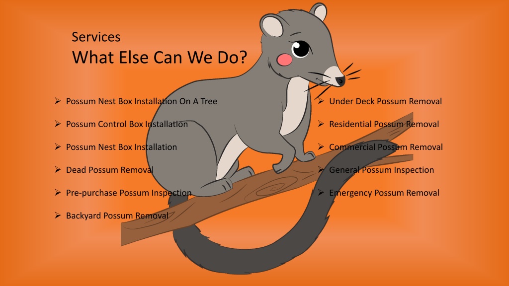 PPT - CBD Possum Removal Services PowerPoint Presentation, free ...