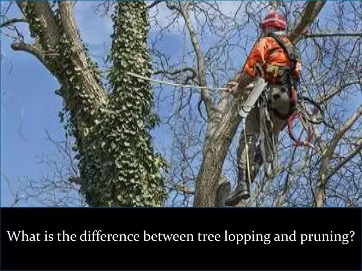 PPT - What is the difference between tree lopping and pruning? PowerPoint Presentation - ID:11868127