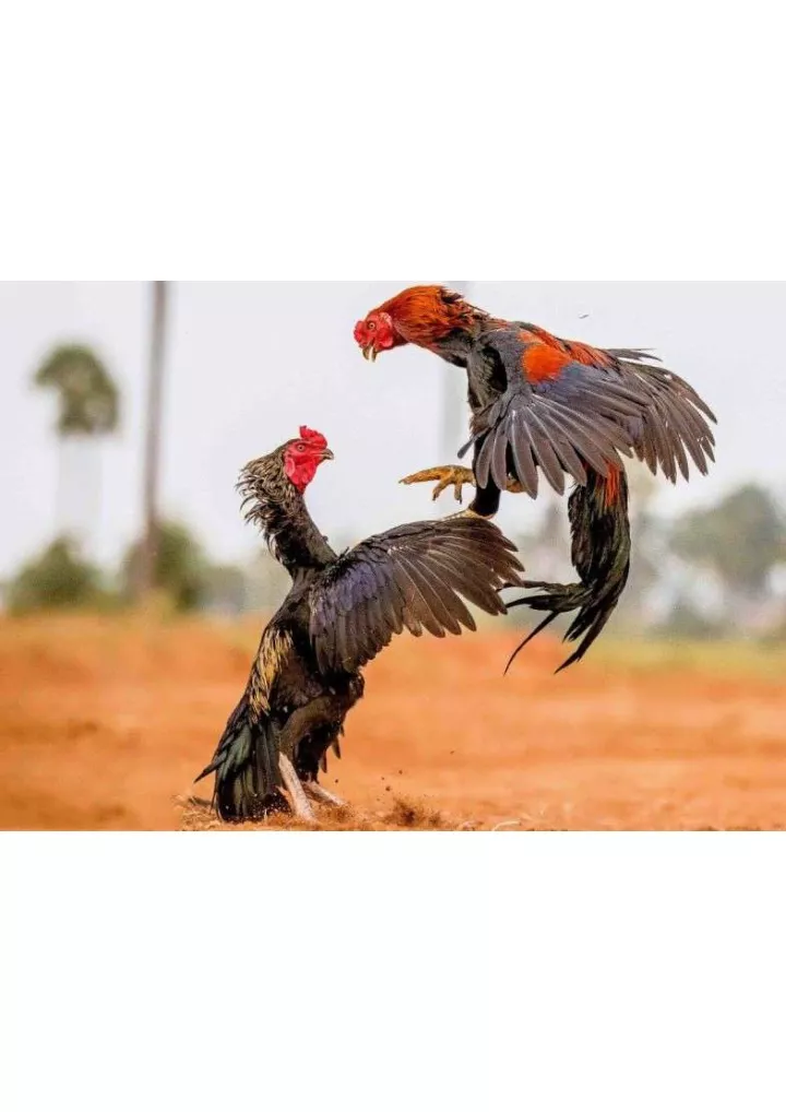 PPT - asil sabong live PowerPoint Presentation, free download - ID:11886098