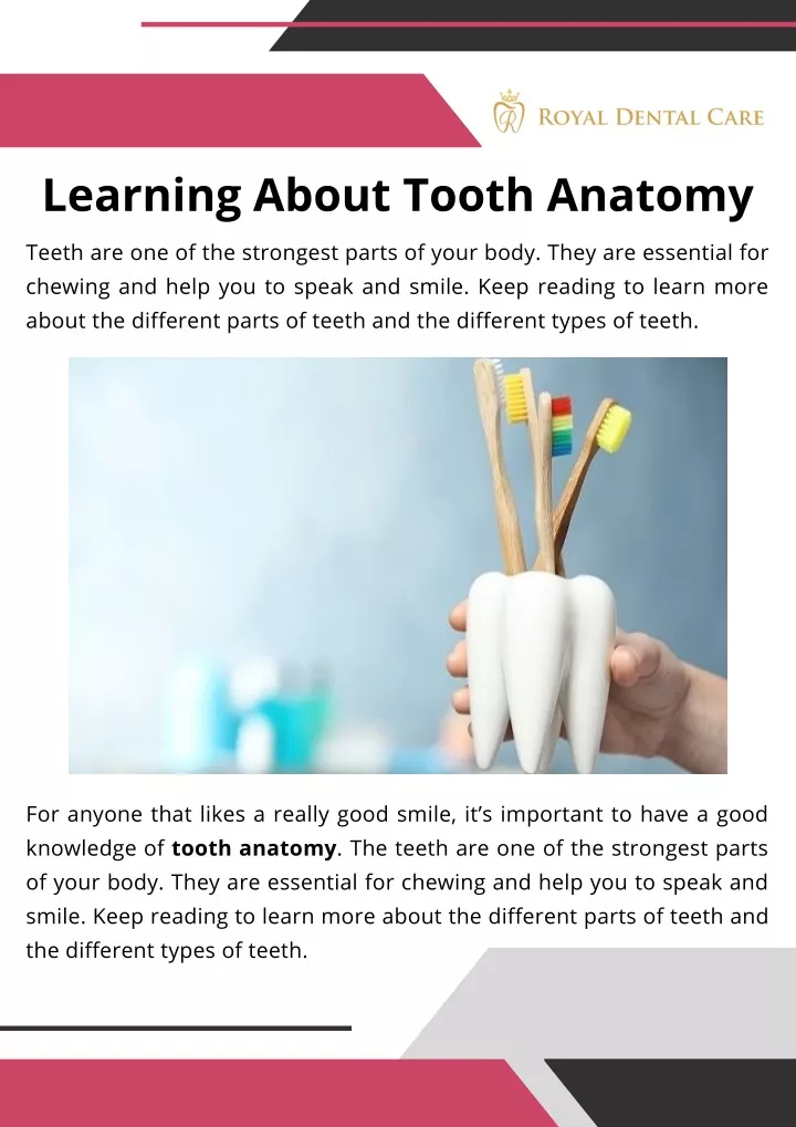 PPT - Learning About Tooth Anatomy PowerPoint Presentation, free ...