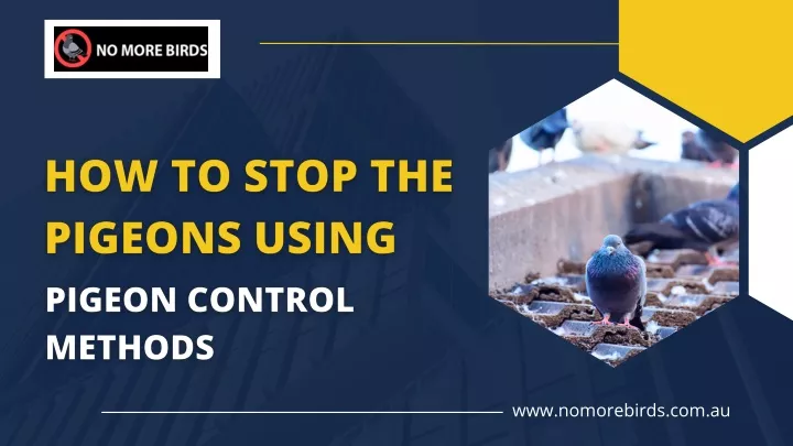PPT - How to Stop the Pigeons using Pigeon Control Methods PowerPoint ...