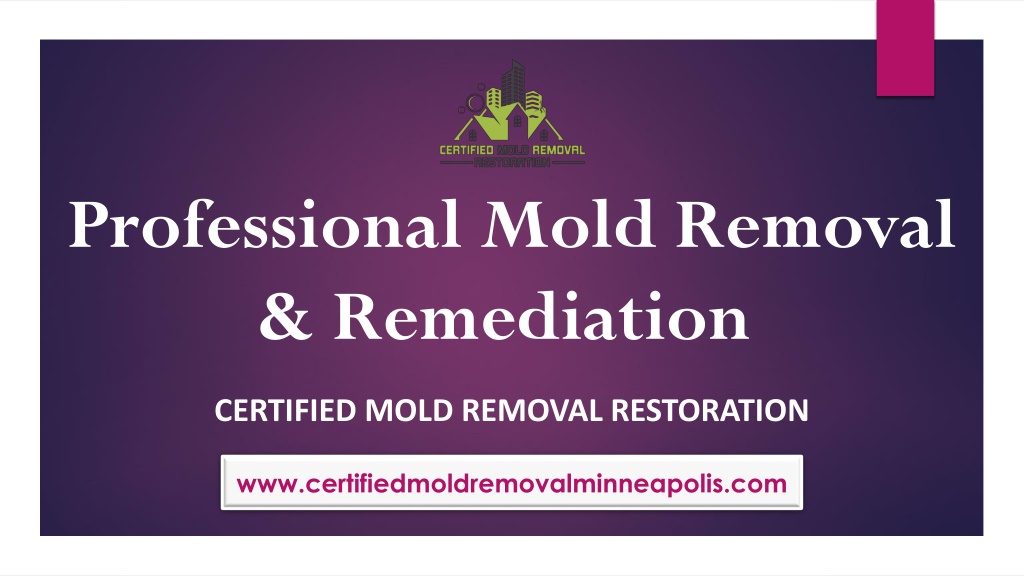 PPT - Professional Mold Removal & Remediation PowerPoint Presentation ...
