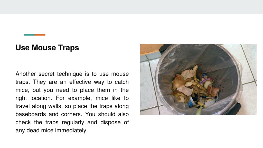 PPT - 3 Secret Techniques to Improve Mouse Pest Control Orange County ...
