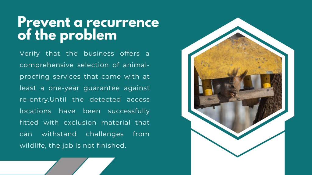 PPT - Choosing a wildlife removal company PowerPoint Presentation, free ...