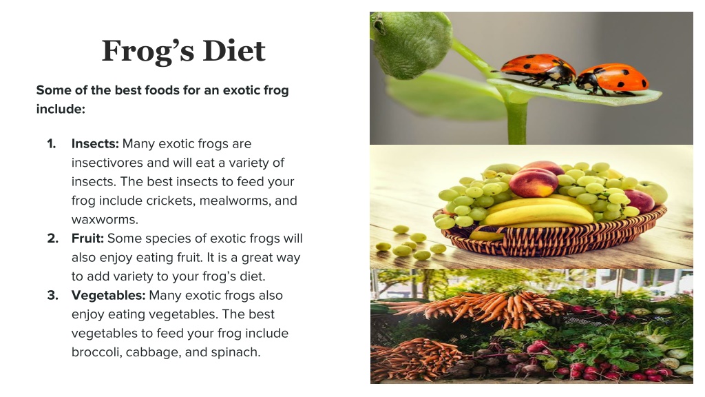 PPT - How to Choose the Right Pet Frog for a New Pet Owner PowerPoint ...