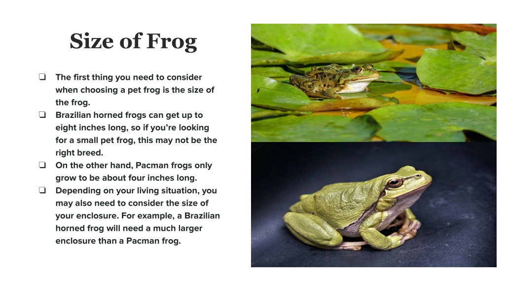 PPT - How to Choose the Right Pet Frog for a New Pet Owner PowerPoint ...