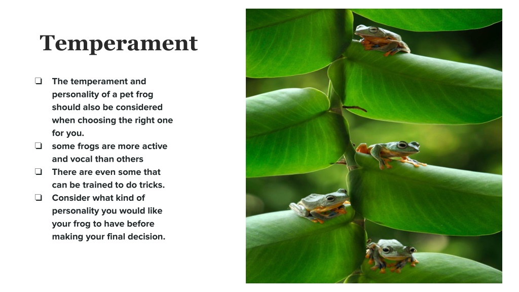 PPT - How to Choose the Right Pet Frog for a New Pet Owner PowerPoint ...