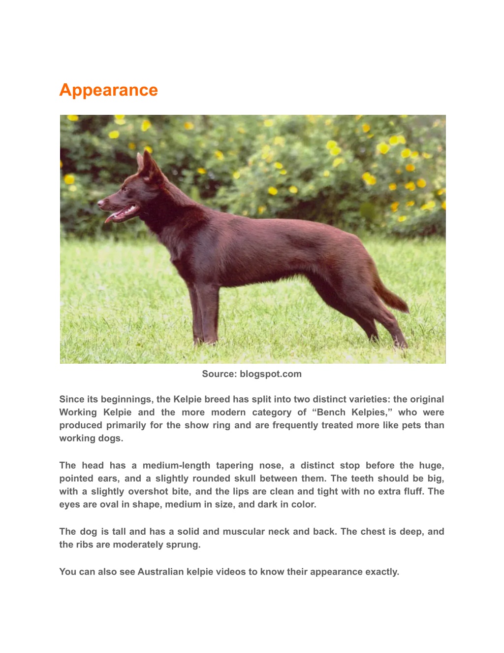 PPT - Australian Kelpie Dog Breed Characteristics, Facts PowerPoint ...