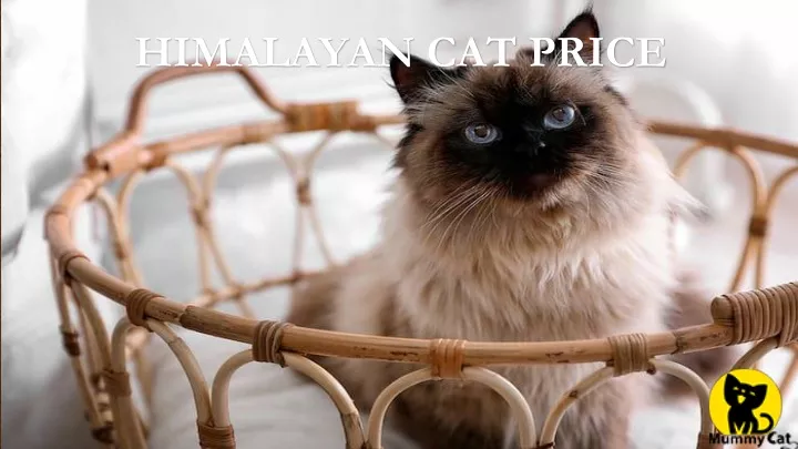 PPT - Himalayan cat price PowerPoint Presentation, free download - ID ...