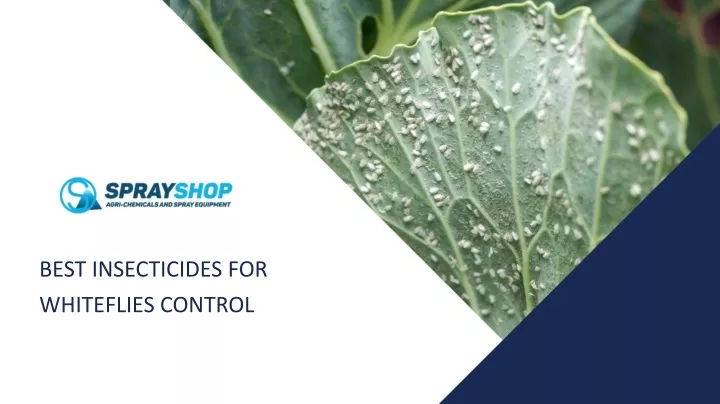 Ppt Best Insecticides For Whiteflies Control In Nz Powerpoint Presentation Id12025698