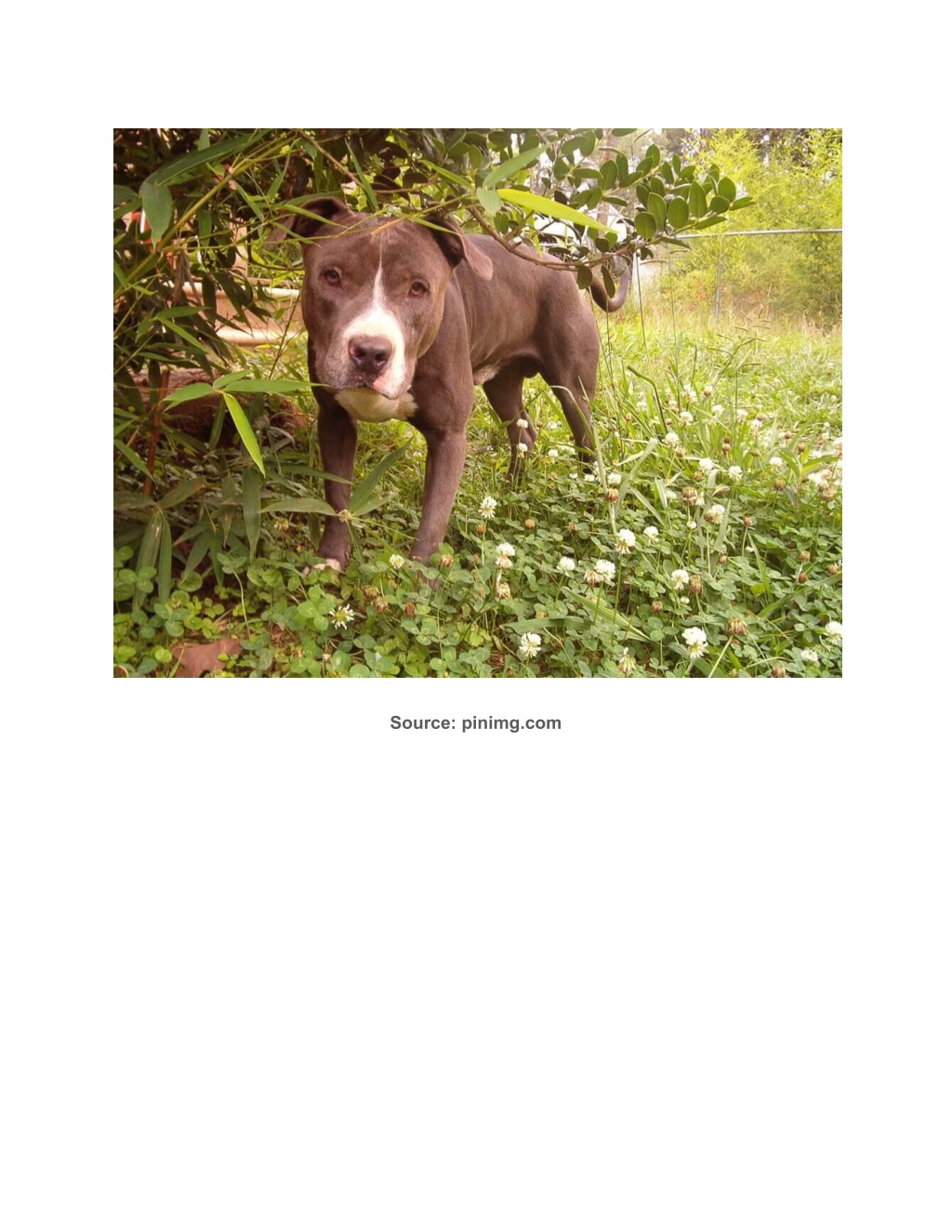PPT - Blue Nose Pitbull – History, Facts, Health, Size, and More ... PPT - Blue Nose Pitbull – History, Facts, Health, Size, and More ...