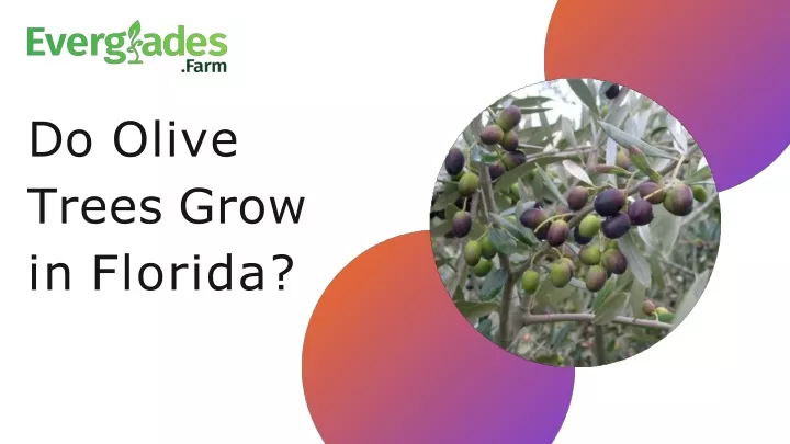 PPT - Do Olive Trees Grow in Florida? PowerPoint Presentation, free ...