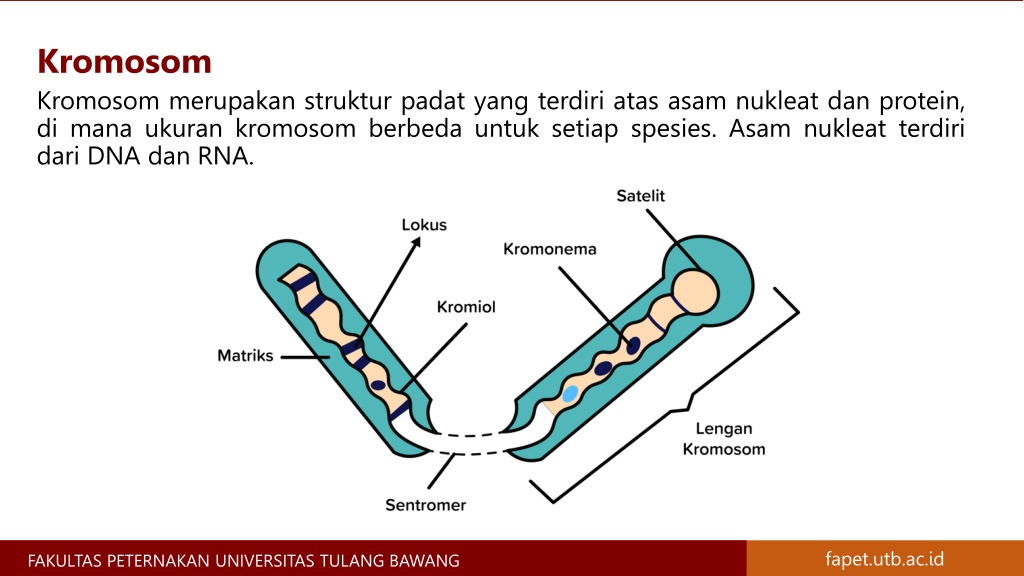 PPT - Materi Genetik Kromosom, Gen, DNA, dan RNA - Materi Genetika ...