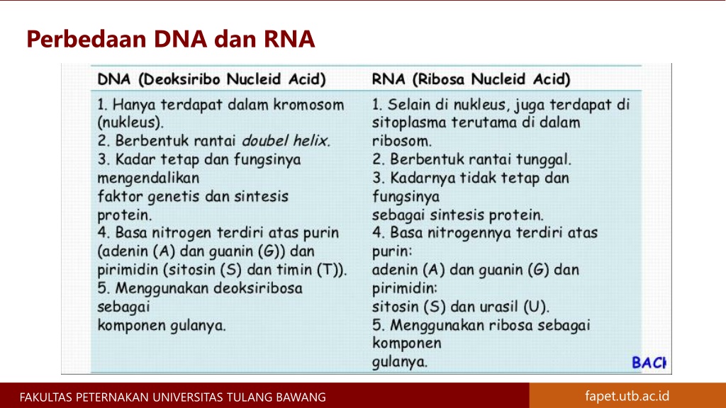 PPT - Materi Genetik Kromosom, Gen, DNA, dan RNA - Materi Genetika ...