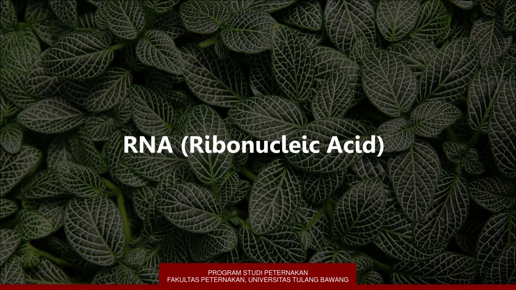PPT - Materi Genetik Kromosom, Gen, DNA, dan RNA - Materi Genetika ...