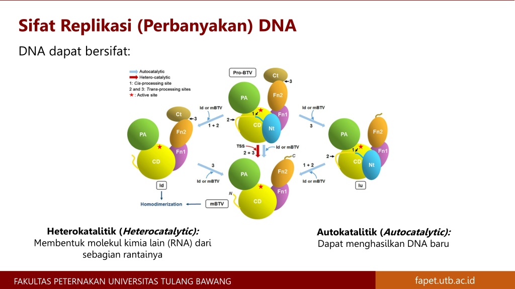 PPT - Materi Genetik Kromosom, Gen, DNA, dan RNA - Materi Genetika ...