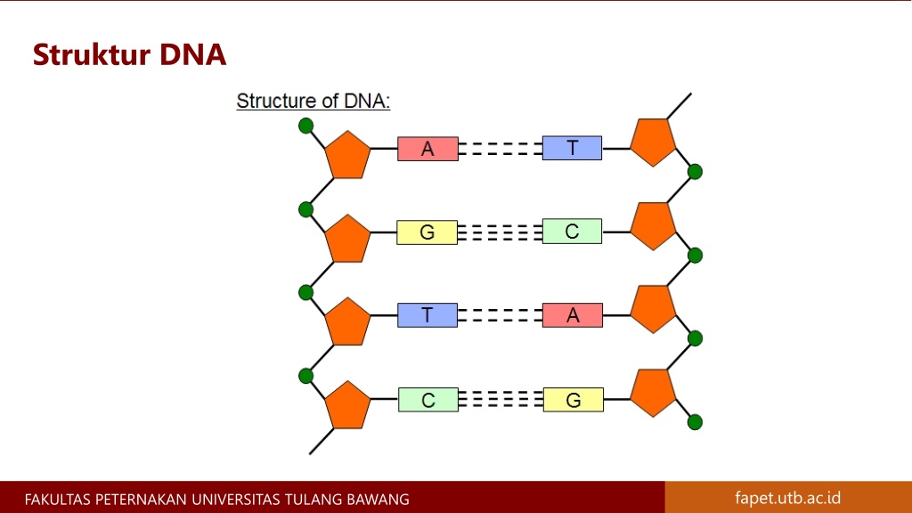PPT - Materi Genetik Kromosom, Gen, DNA, dan RNA - Materi Genetika ...