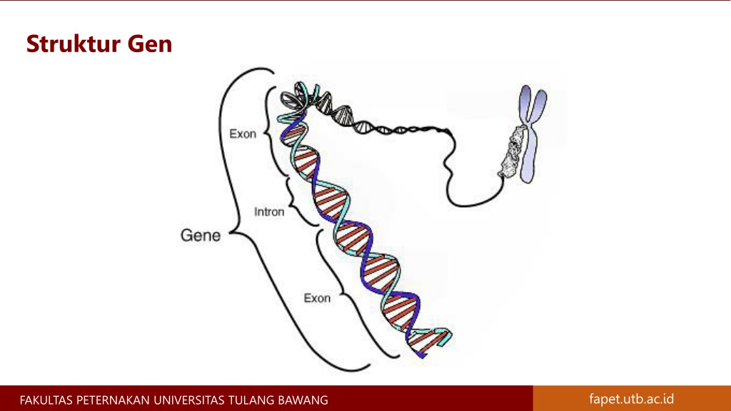 PPT - Materi Genetik Kromosom, Gen, DNA, dan RNA - Materi Genetika ...