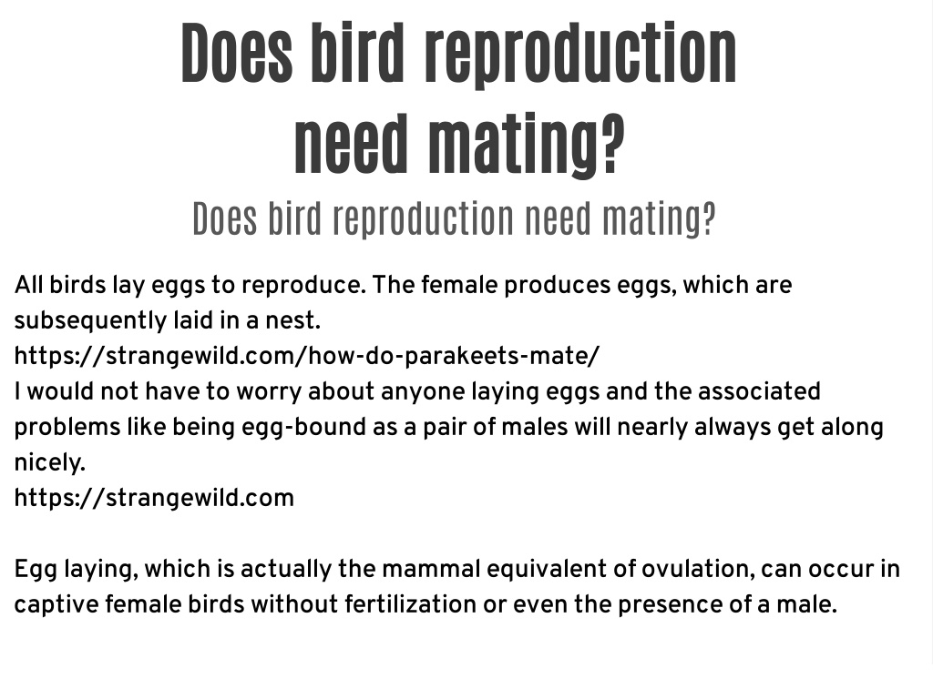 PPT - Can a female parakeet cohabit with two males? PowerPoint ...