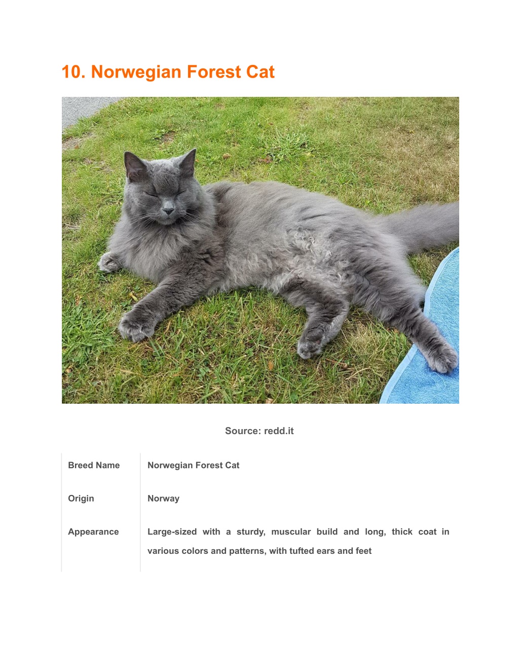 PPT - 15 Grey Cat Breeds Most Famous Gray Cats PowerPoint Presentation ...