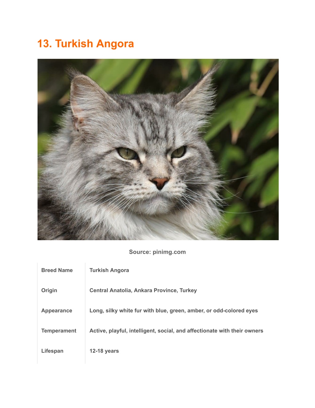 PPT - 15 Grey Cat Breeds Most Famous Gray Cats PowerPoint Presentation ...