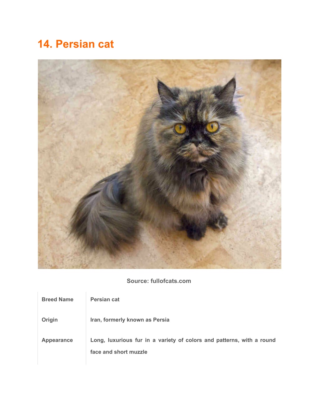 PPT - 15 Grey Cat Breeds Most Famous Gray Cats PowerPoint Presentation ...
