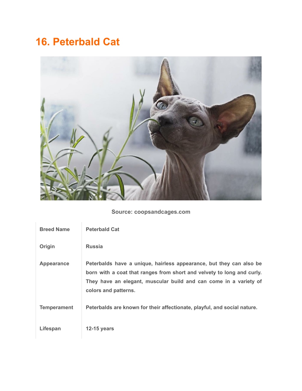 PPT - 15 Grey Cat Breeds Most Famous Gray Cats PowerPoint Presentation ...